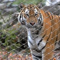 China Rhombus Zoo Enclosure Mesh 316 Stainless Steel / Ultrasonic Bath Animal Enclosure Fencing for sale