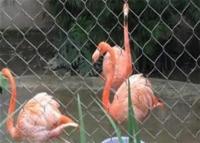 China Rhombus Bird Aviary Flexible Stainless Steel Wire Mesh Knotted High Strength for sale