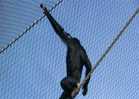 China Rhombus Bird Aviary Flexible Stainless Steel Wire Mesh Knotted High Strength for sale