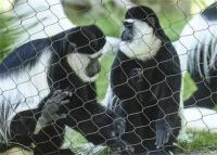 China 7X7 7×19 Wire Animal Enclosures Stainless Steel Zoo Metal Mesh For Facade Cladding for sale