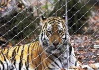 China 7X7 7×19 Wire Animal Enclosures Stainless Steel Zoo Metal Mesh For Facade Cladding for sale