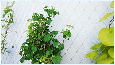 China 2.5mm Diamond Plant Climbing Net Stainless Steel Ferruled Wire Trellis For Climbing Plants for sale