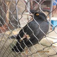 China Heavy Duty Metal Bird Cage Screen Mesh X Tend 25*25mm Customized for sale