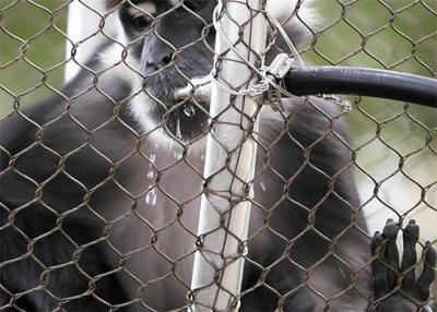 China 7X7 Animal Fence Netting 1.5mm Diameter Flexible Enclosure Wire Mesh For Aviary Building for sale