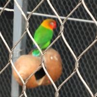 China 300x300mm Stainless Steel Aviary Mesh 304 316 316l High Strength for sale