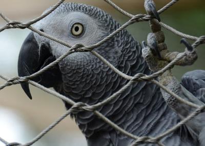 China High Strength Stainless Steel Aviary Mesh Panel 304L 316L Galvanized Wire for sale