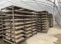 China 1000pcs/hr Egg Tray Production Line 30kw 1230x400mm Mold CE ISO for sale