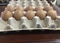 China Waste Paper Recycle Plc Egg Tray Making Machine Middle Capacity for sale