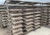 China 30 Eggs Holes Carbon Steel Egg Tray Making Machine 800 Pcs/Hr for sale