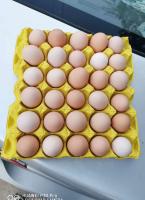 China 1000pcs/Hr Egg Tray Making Machine 28kw Semi-Automatic Pulp Molding for sale