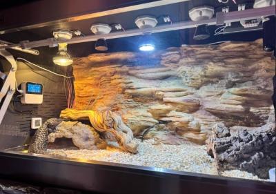 China PU Reptile Terrarium Background 58.5x41.5cm 3D Simulation Rock - Waterproof Non-Toxic Custom Habitat Decor for sale