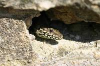 China 3D Simulated Stone Reptile Rock Hide Cave 26x17x12.5cm PU Material for Lizards Snakes Turtles for sale