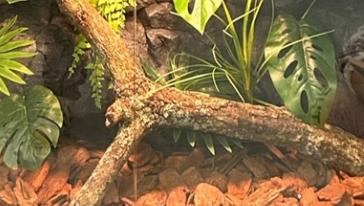 China PU Material Natural Bark Vivarium Background 45x27x85cm Waterproof Lightweight Reptile Enclosure Decor for sale