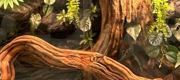China Vivarium Background Environmentally Friendly Material Moisture-proof Simple Operation for sale