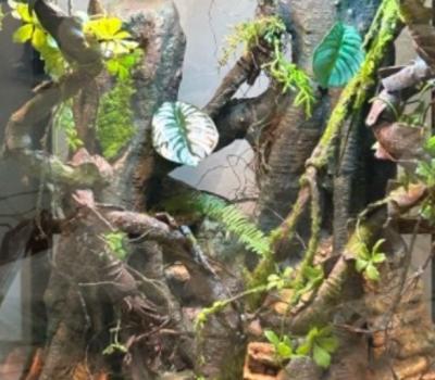 China 3D Vivarium Background Realistic Rocks Accessories 4 Pieces 27.5x23x41.5cm PU Pet Enclosure Decor for sale