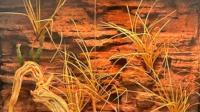 China Terrarium Background Exquisite Workmanship Natural Texture PU Material for sale