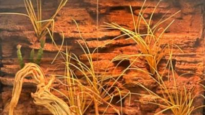 China Terrarium Background Exquisite Workmanship Natural Texture PU Material for sale