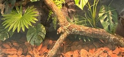 China DD SL-M25A PU Reptile Tank Backdrop 28.5x16x23cm Lifelike Textures Easy Cut 8pcs for sale