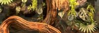 China Reptile Enclosure Background Model SL-M29A Modular Design Eco-Friendly Material for sale