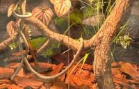 China Lizard Tank Background Modular Configurations​​ Habitat Solutions Model SL-M27A for sale
