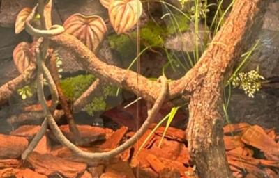 China Lizard Tank Background Modular Configurations​​ Habitat Solutions Model SL-M27A for sale