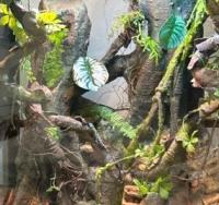 China Environmentally Reptile Enclosure Background Easy Cutting Rock Terrarium Background for sale