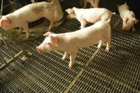 China Stainless Steel Pig Bed  Material: Stainless Steel  Wire diameter: 4.5mm  Opeing: 11X44 mm for sale