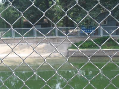 China 1.8 MM HOLE SIZE 50x50mm galvanized chain link fence for sale