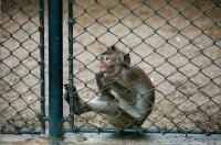 China 50x50mm galvanized chain link fence for animal zoo for sale