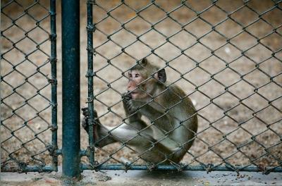 China 50x50mm galvanized chain link fence for animal zoo for sale