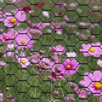 China 13mmx13mm 1/2 Inch PVC Chicken Wire Mesh Netting for sale