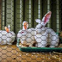 China 30mmx30mm PVC Coated Hexagonal Chicken Wire Mesh for sale