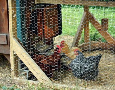 China Chicken Wire Mesh for Poultry Netting/ Hexagonal Wire Netting for sale