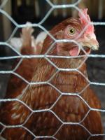 China Hot Dipped Galvanized After Weaving Chicken Wire for sale