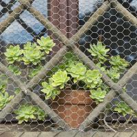 China Galvanized Hexagonal Wire Netting Chicken Wire Mesh for sale