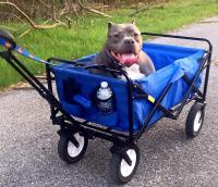 China Green 4 Wheel Hand Trolley Cart for Easy Transport at Outdoor Parties and Camping for sale