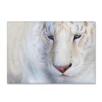 China Custom Polyester Animal Print Carpet 100x120cm Machine Washable Bedroom Floor Mat for sale