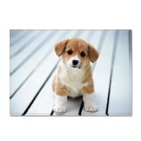 China Custom Polyester Animal Cartoon Carpet 1.2x1.6m Machine Washable Floor Mat for Home Office for sale