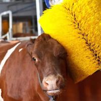 China Dairy Farm Cow Scratching Brush Automatic Scratcher 60cm for sale
