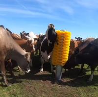 China OEM Cattle Cow Scratching Brush Body Back Scratcher With Stand for sale