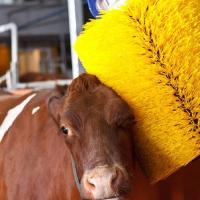 China Ergonomic Cattle Scratcher Brush Roller 50cm PP Nylon Material for sale