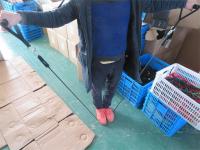 China Gym Belt Set Quality Inspection QA Services AQL Standard for sale