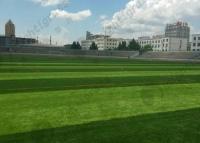 China Artificial Grass for Football, MT-Stem-Plus / MT-Stem XL-Plus for sale