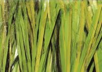 China Artificial Grass for Football, MT-Stem-Plus / MT-Stem XL-Plus for sale