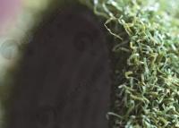 China Artificial Grass for Golf Putting Green for sale