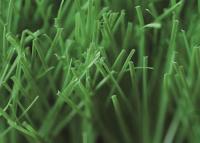 China Commercial Artificial Grass, MT-Venus for sale
