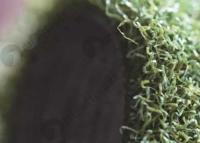 China Artificial Grass for Hockey, MT-CQ for sale