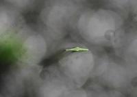 China Residential Artificial Grass, MT-Charming  MT- Harmony for sale