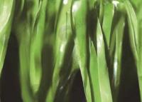 China Synthetic Grass for Tennis, MT-Fibrillated Grass for sale