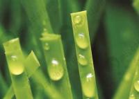 China Synthetic Grass for Tennis, MT-Peace for sale